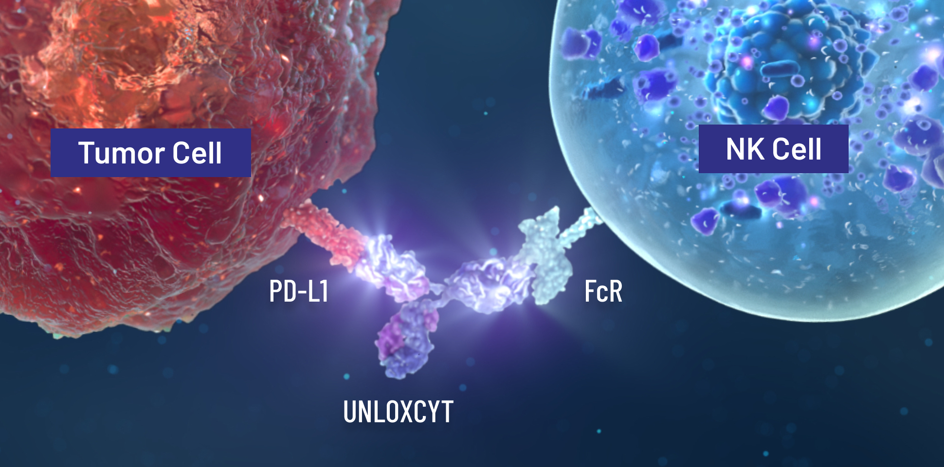 Mechanism of Action (MOA) | UNLOXCYT™ (cosibelimab-ipdl) Injection 300 mg