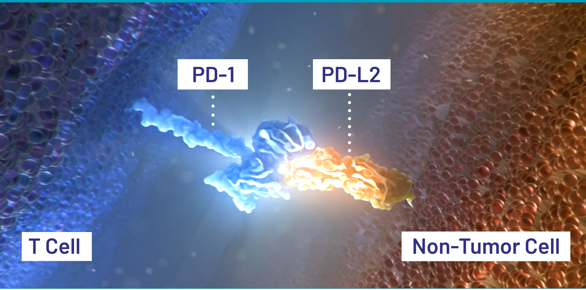Mechanism of Action (MOA) | UNLOXCYT™ (cosibelimab-ipdl) Injection 300 mg