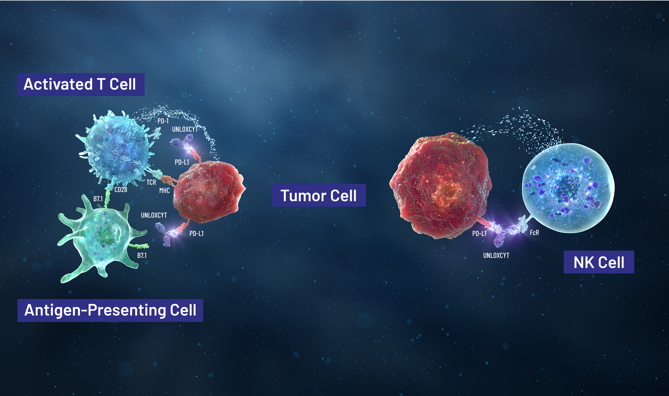 Mechanism of Action (MOA) | UNLOXCYT™ (cosibelimab-ipdl) Injection 300 mg