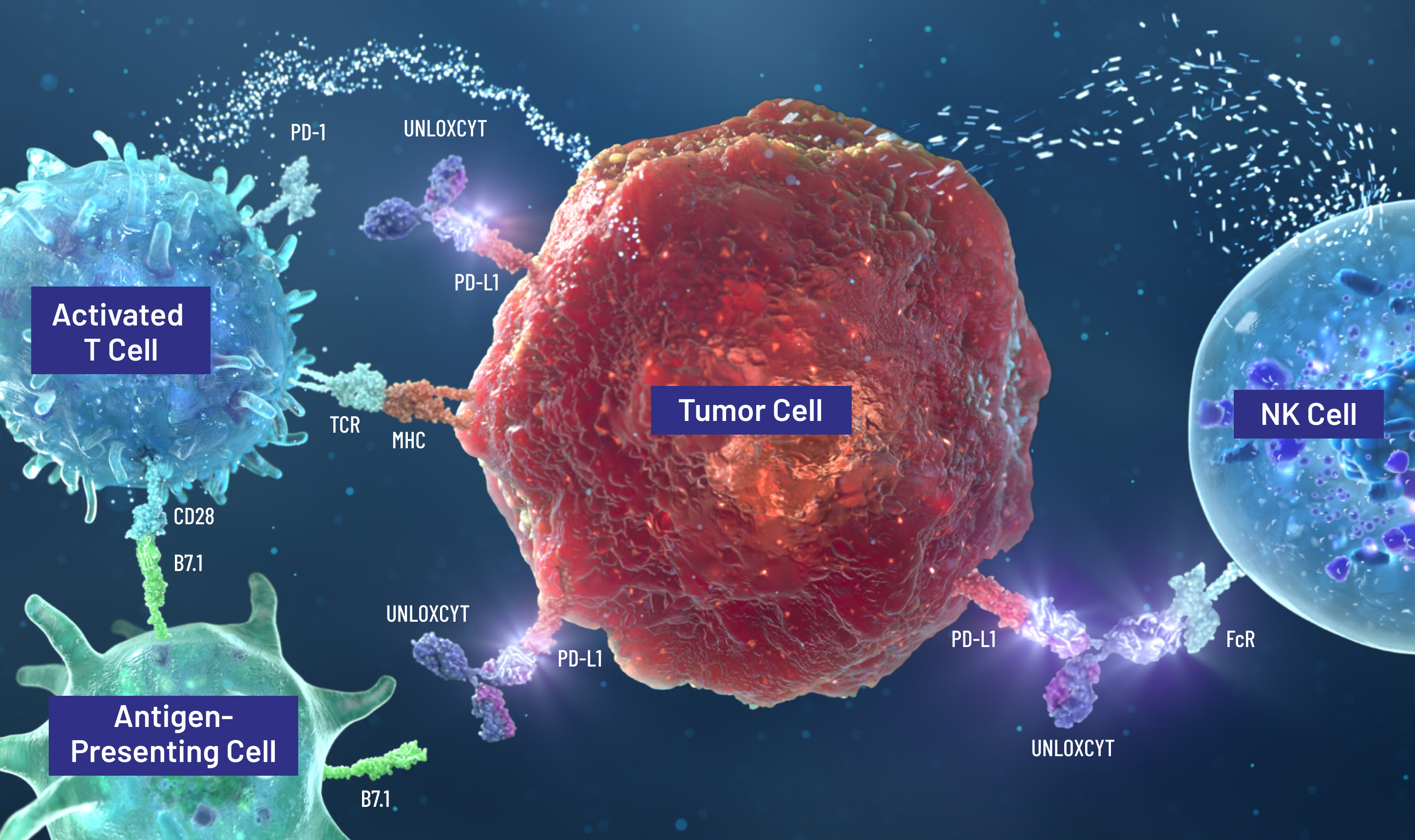 Mechanism of Action (MOA) | UNLOXCYT™ (cosibelimab-ipdl) Injection 300 mg